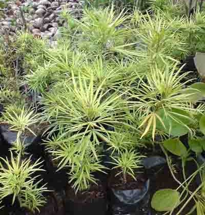 Lori's Garden and Landscaping