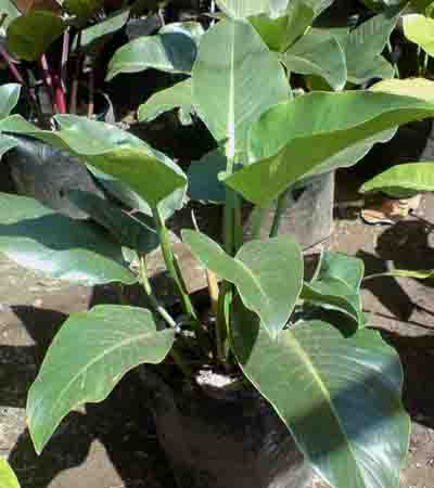 Lori's Garden and Landscaping