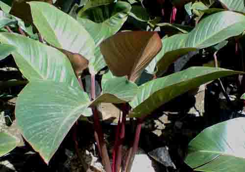 Lori's Garden and Landscaping
