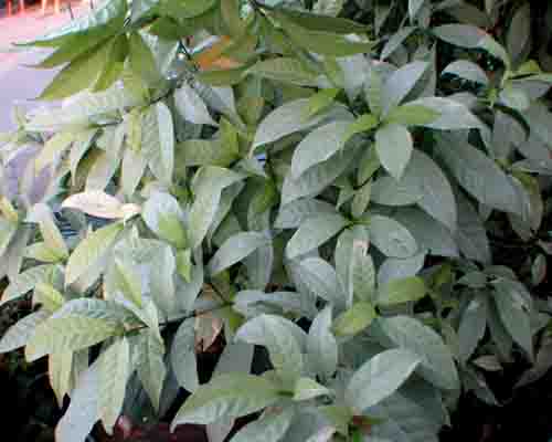 Lori's Garden and Landscaping