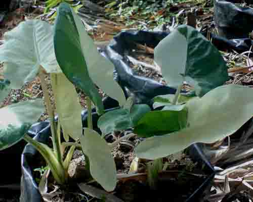 Lori's Garden and Landscaping